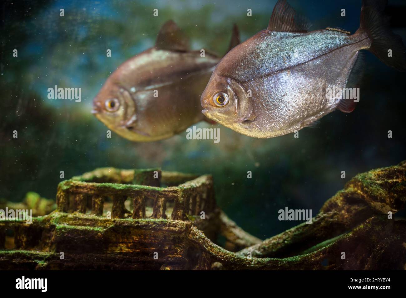 Close-up of piranha swimming in an aquarium with a shipwreck model in ...