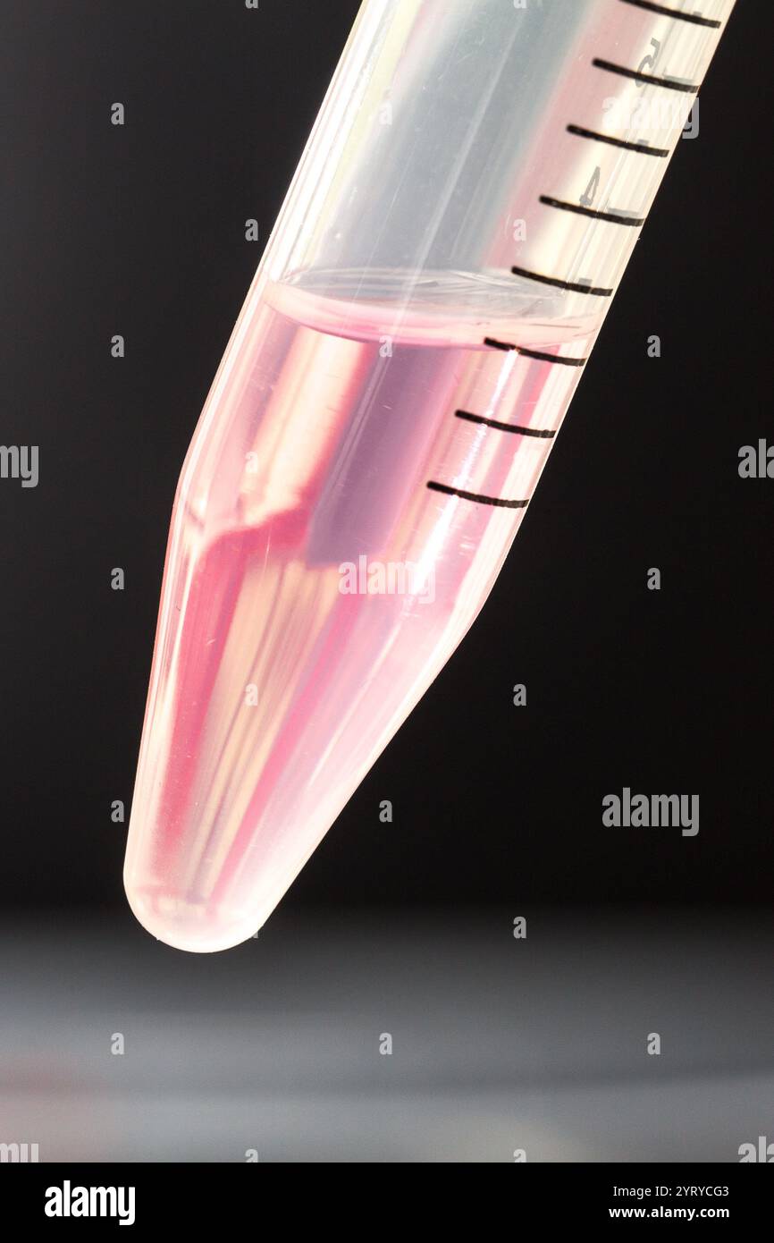 Graduated pipette filled with pink liquid in a laboratory setting ...