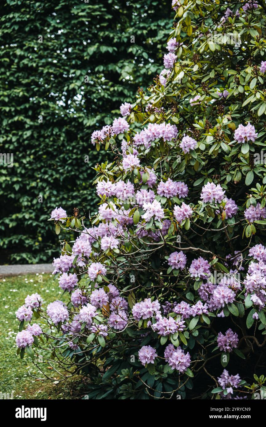 Lush Rhododendron bush with light purple flowers in garden setting ...
