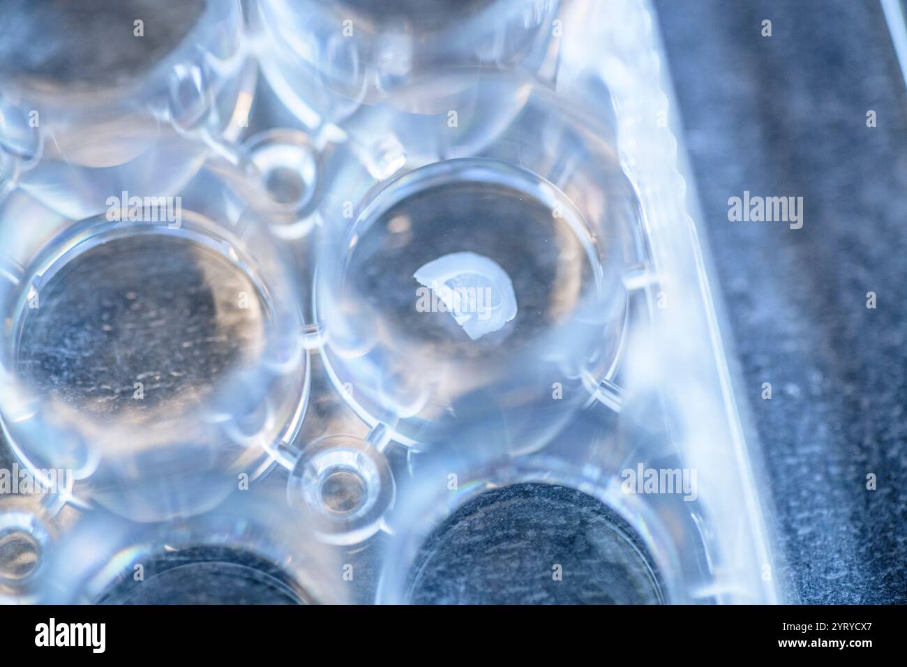 Mouse brain dissection hi-res stock photography and images - Alamy