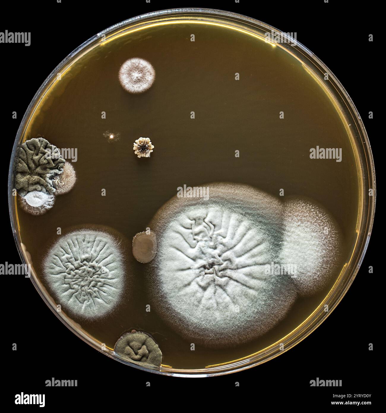 Different agar bacteria colonies hi-res stock photography and images ...