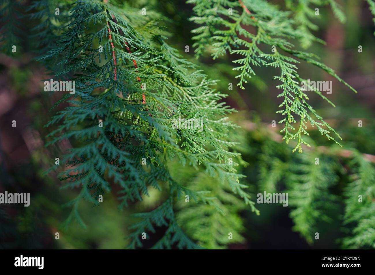 The Gentle Beauty of Hinoki Cypress Stock Photo - Alamy