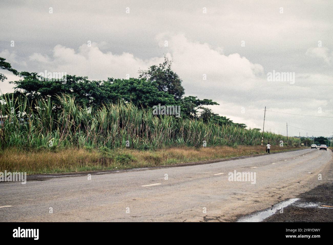 Sugar cane crop growing in a field in Fiji Stock Photo - Alamy