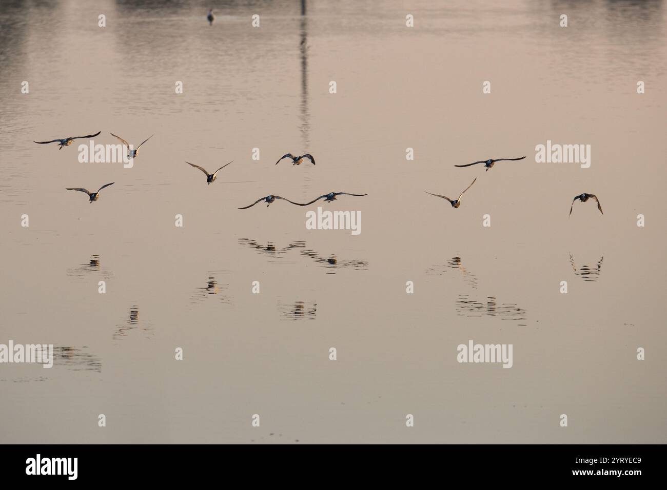 Flying low over lake reflecting hi-res stock photography and images - Alamy