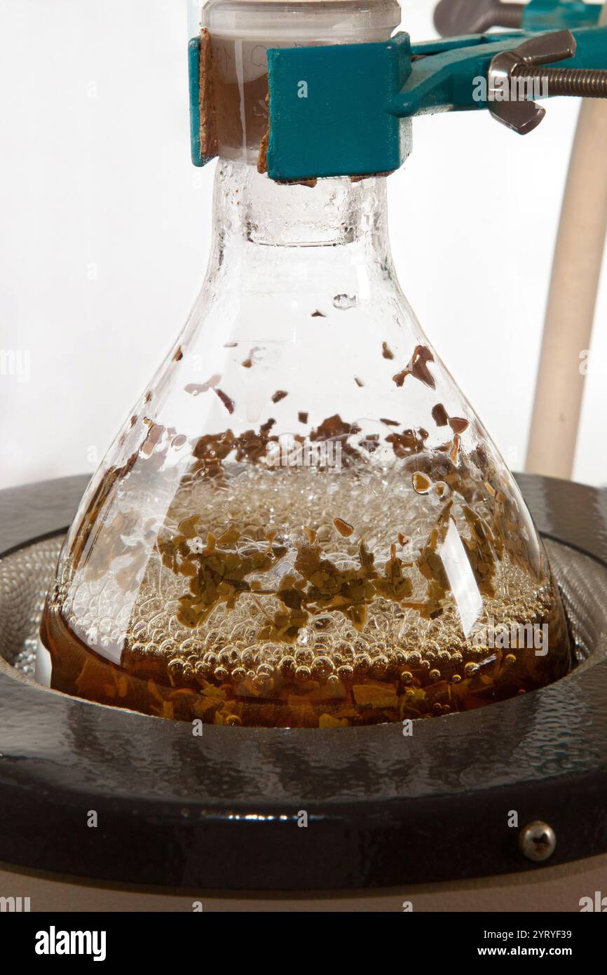 Herbal tea leaves are steeping in a glass flask, secured by a clamp and ...