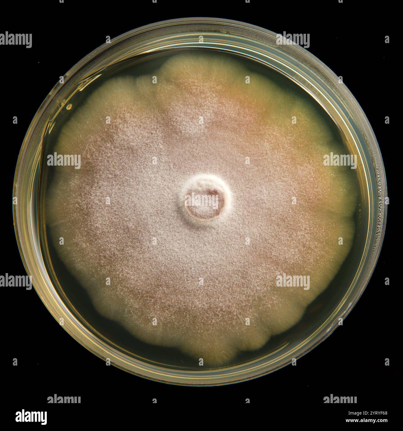 Close-up of penicillium fungus culture growing on agar plate, used in ...