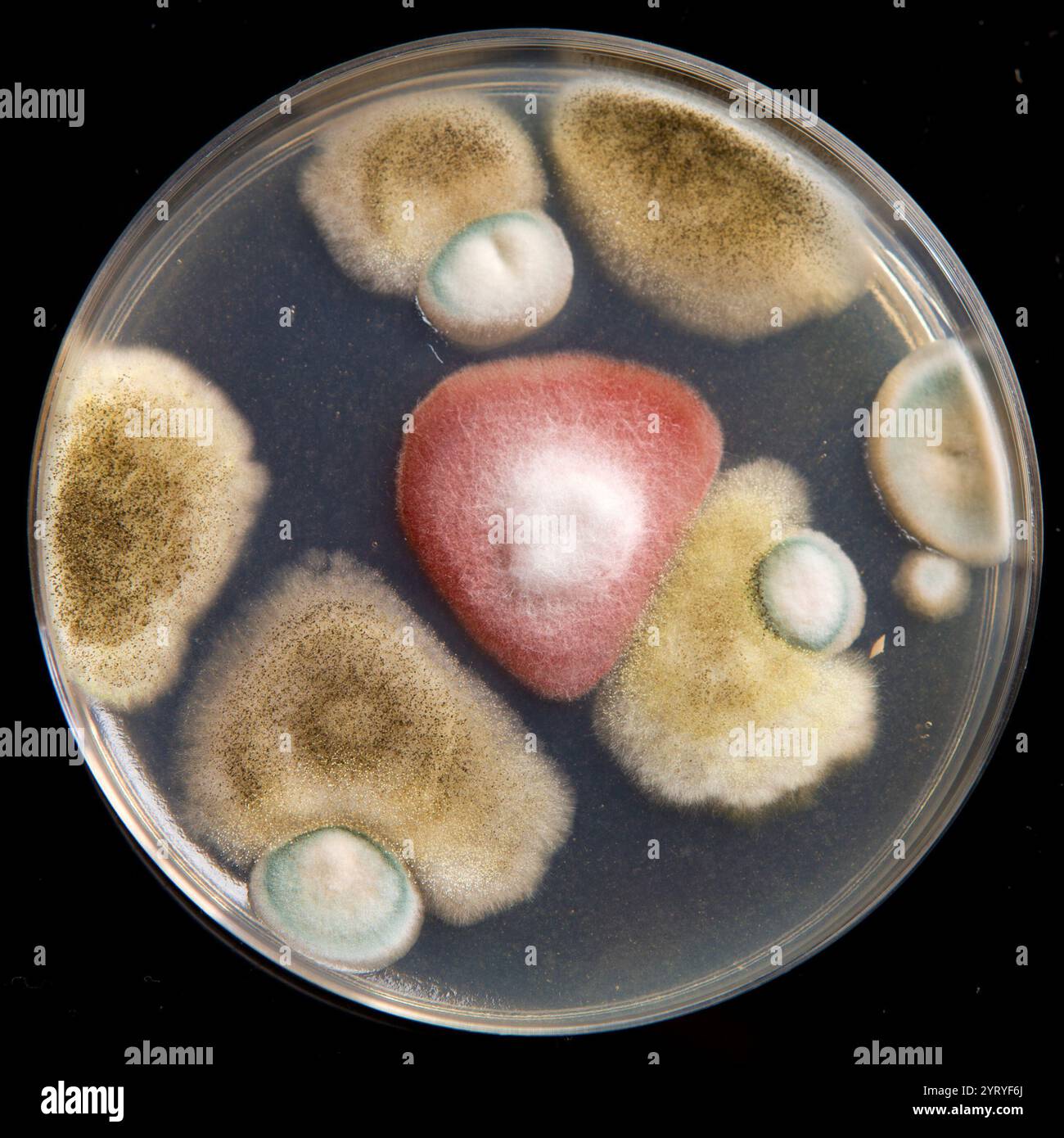 Different colored colonies of mold are growing in a petri dish ...