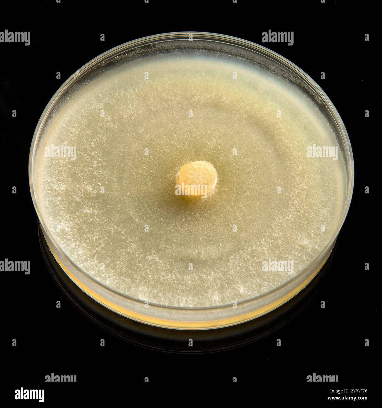 Antimicrobial susceptibility test demonstrating antibiotic ...