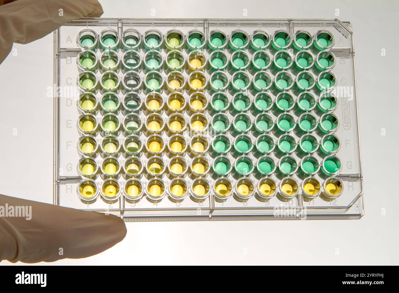 Gloved hand holding a 96 well microplate used in scientific research ...