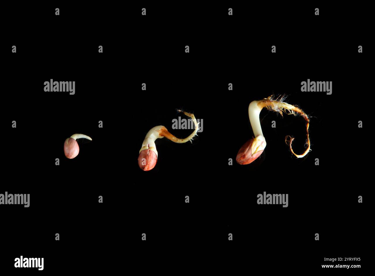 Sprouting peanut seed timelapse showing root growth stages on black ...
