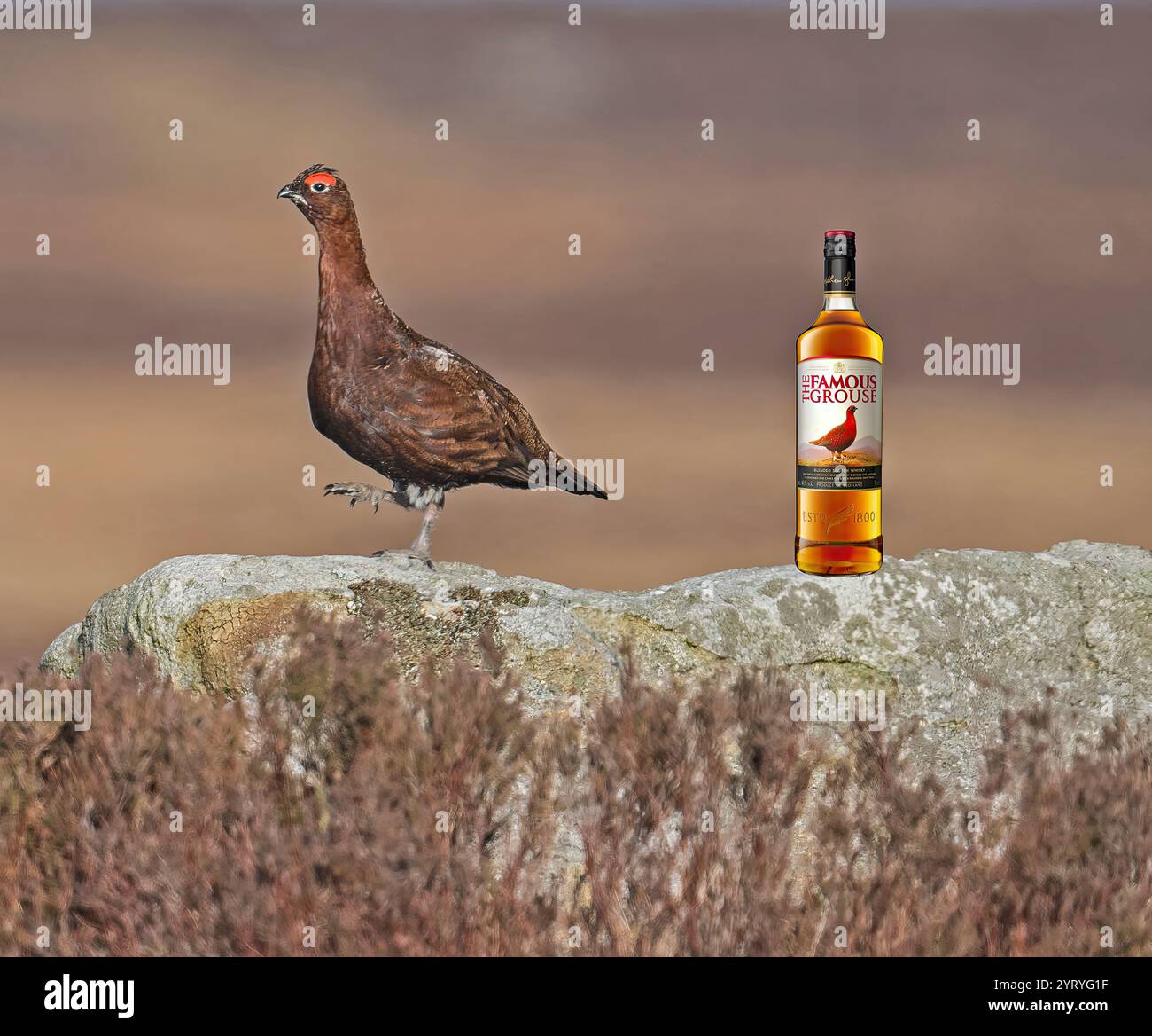 The Famous Grouse Stock Photo - Alamy