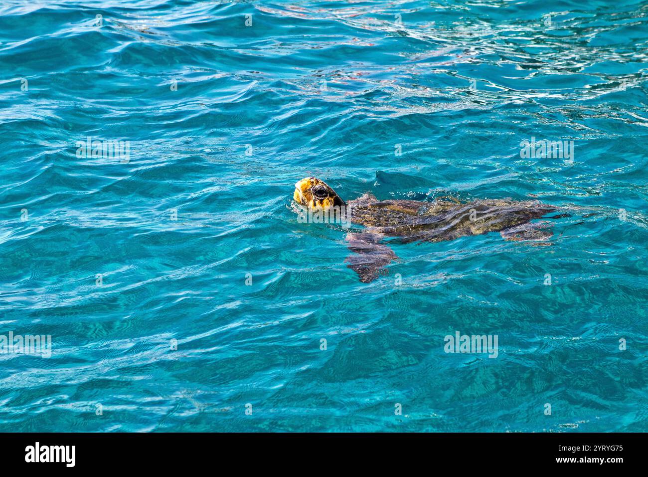 Loggerhead sea turtle surfacing in beautiful blue water Stock Photo - Alamy