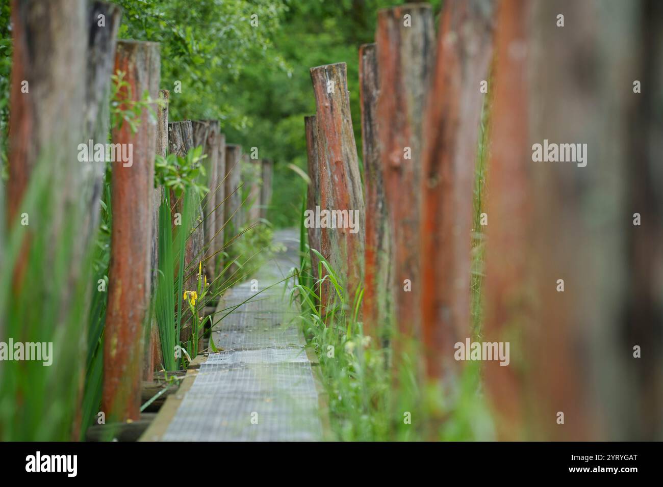 Scenic hiking through lush trails hi-res stock photography and images - Alamy