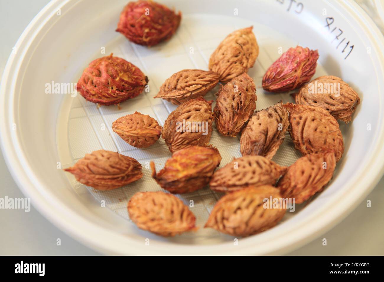 Peach pits in white bowl display interesting textures and patterns ...