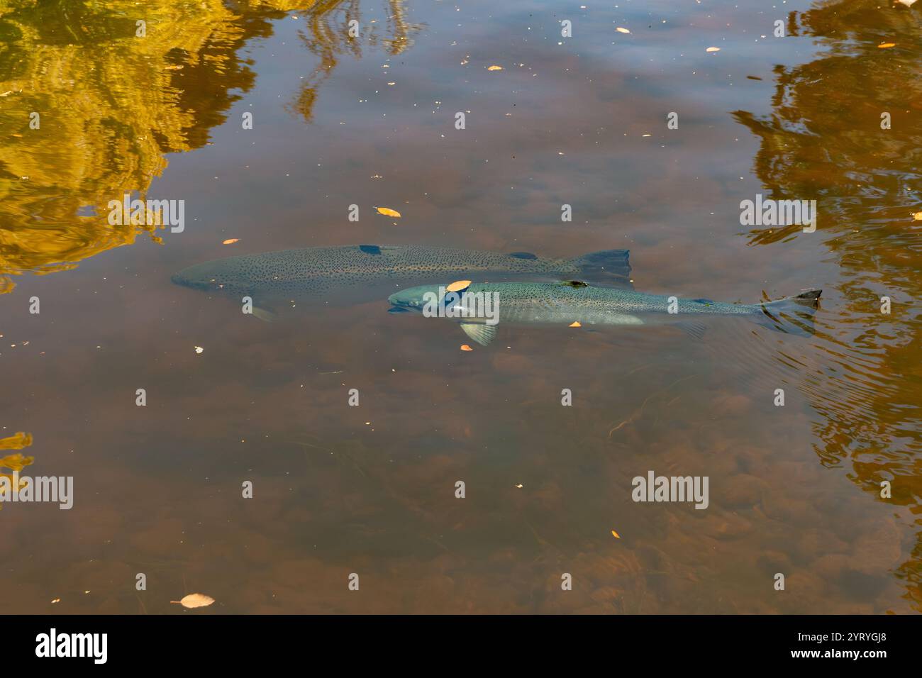 Large Atlantic salmon Salmo salar swimming in a river Stock Photo - Alamy