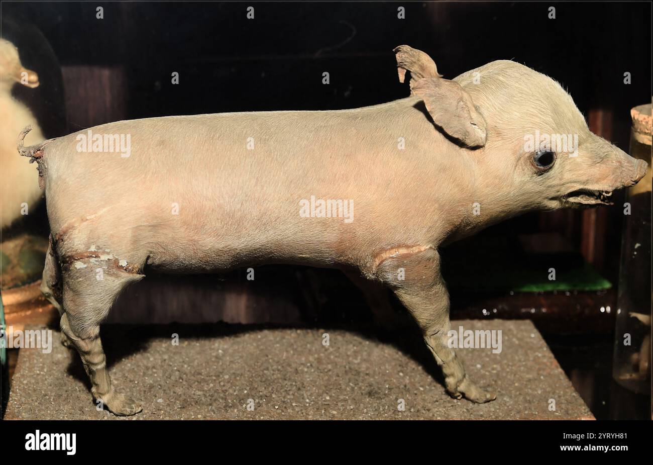 Preserved body of a two-faced freak piglet from a circus circa 1860 ...