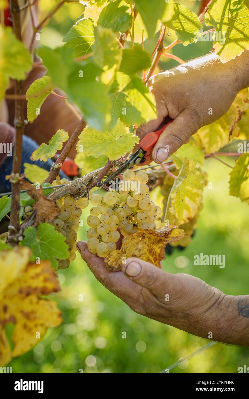 hands cutting grapes during harvesting season Stock Photo - Alamy