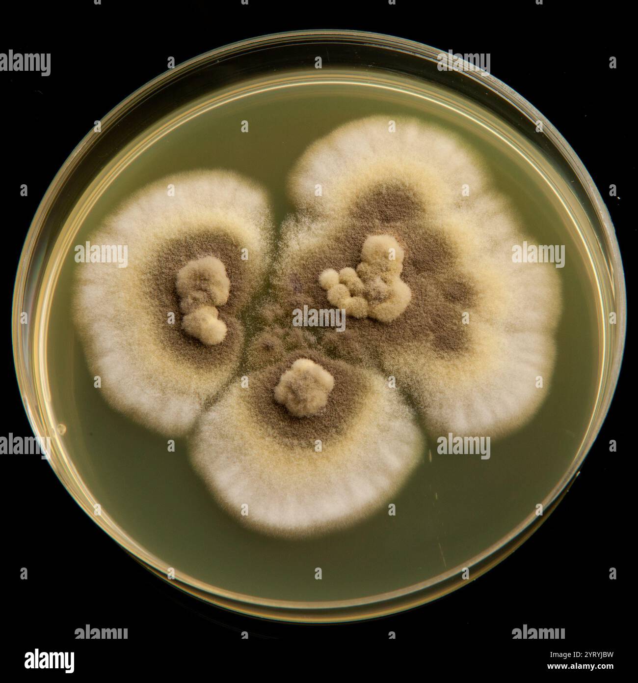 Mold growing in a petri dish, forming concentric rings, viewed from ...