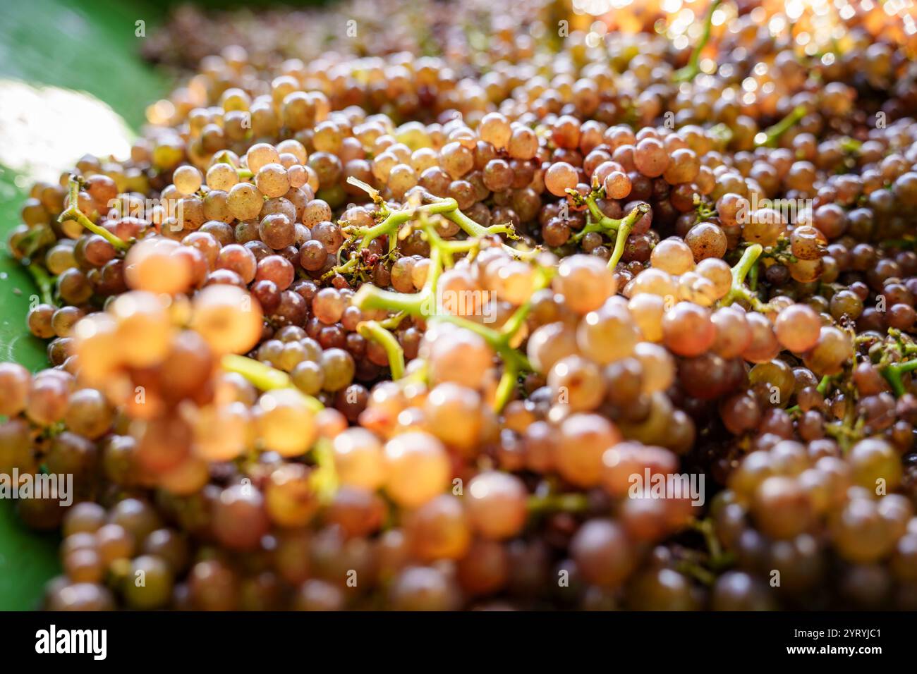 Red grapes wine farm viticulture hi-res stock photography and images ...