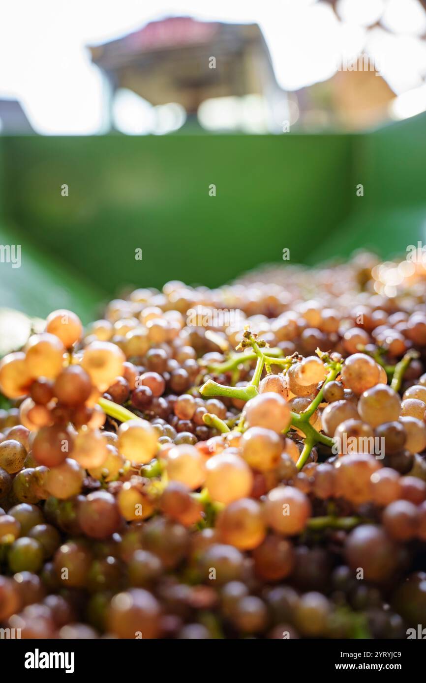 Grape farm wine industry hi-res stock photography and images - Alamy
