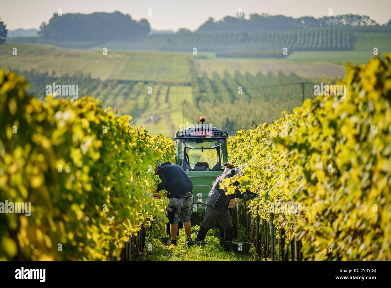 people and tractor at work in vineyard Stock Photo - Alamy