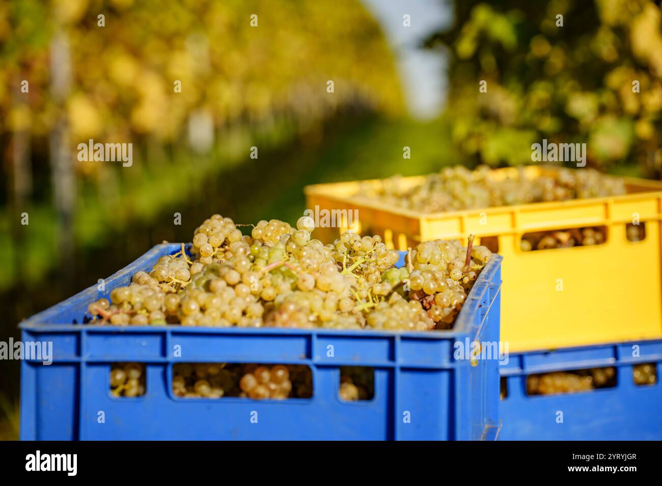 Picking white wine grapes grapes hi-res stock photography and images - Alamy