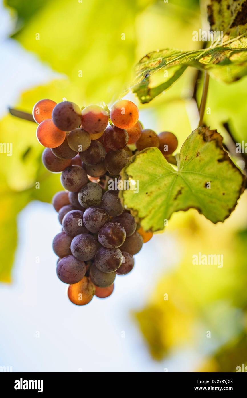 grapes on grapevine Stock Photo - Alamy