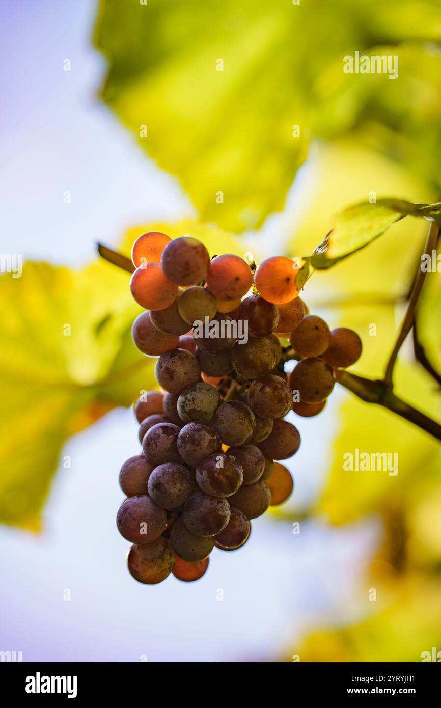 grapes on grapevine Stock Photo - Alamy