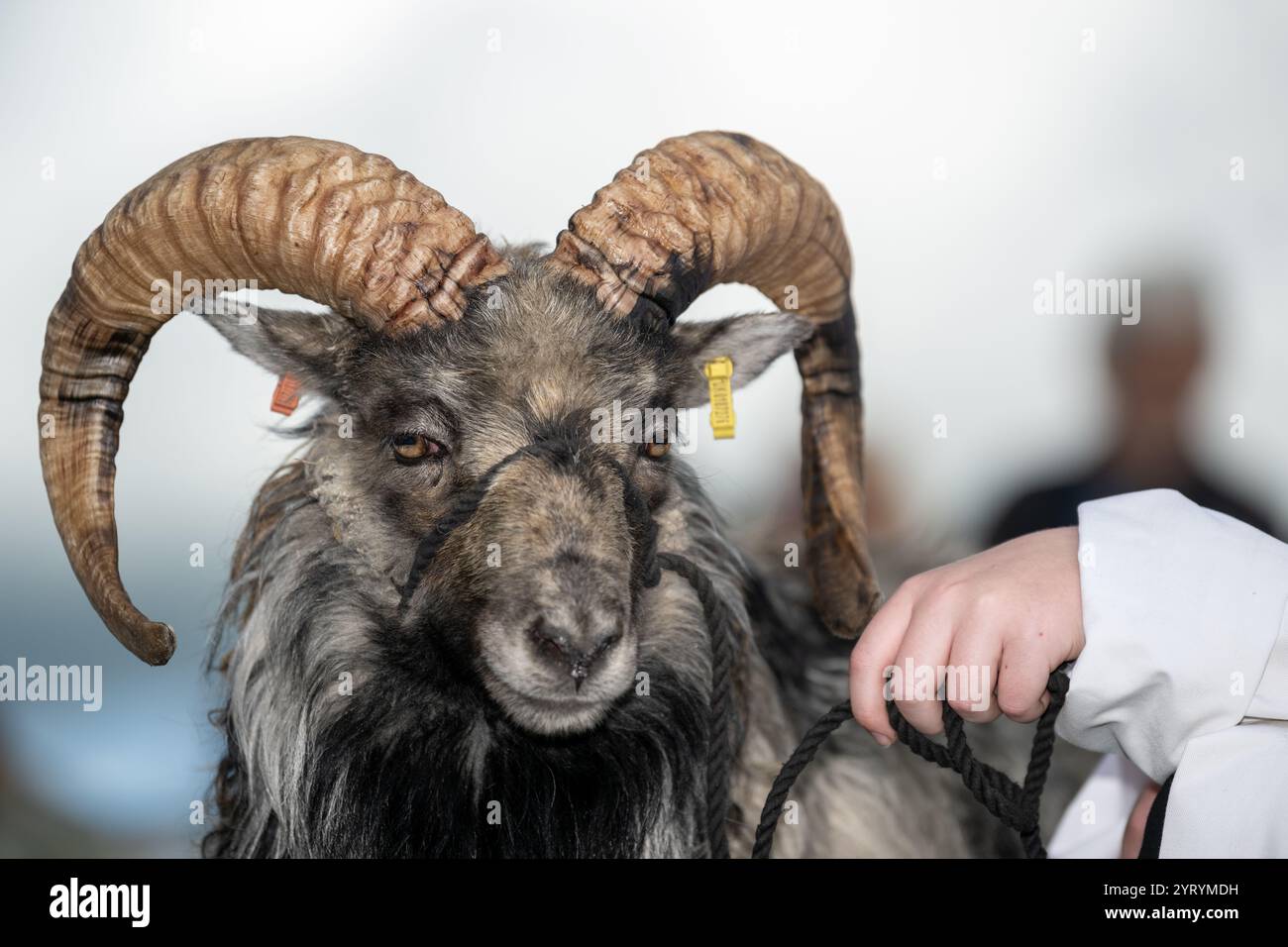 North Ronaldsay ram, a rare primitive seaweed eating sheep, being ...