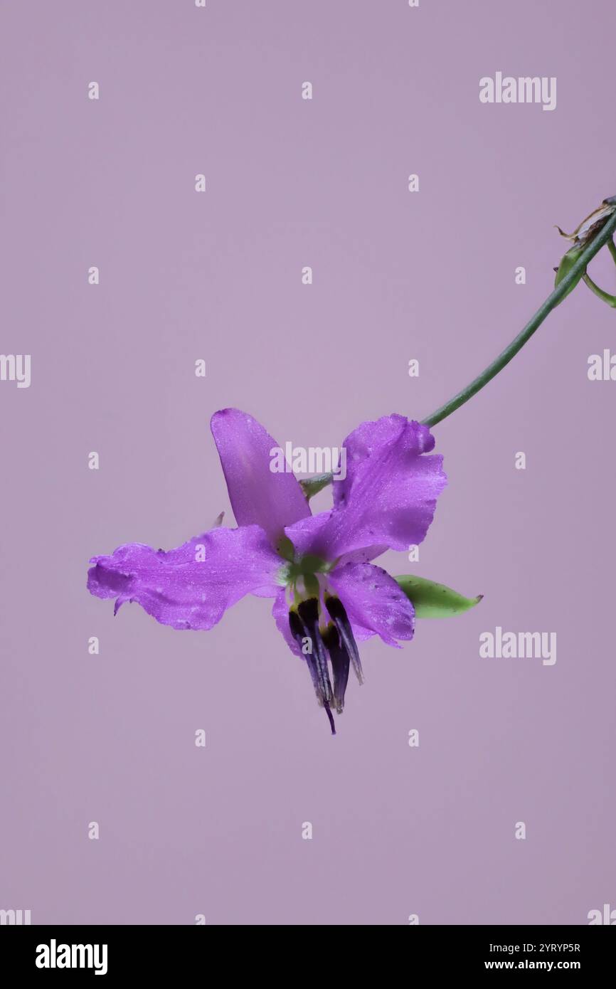 Arthropodium fimbriatum hi-res stock photography and images - Alamy