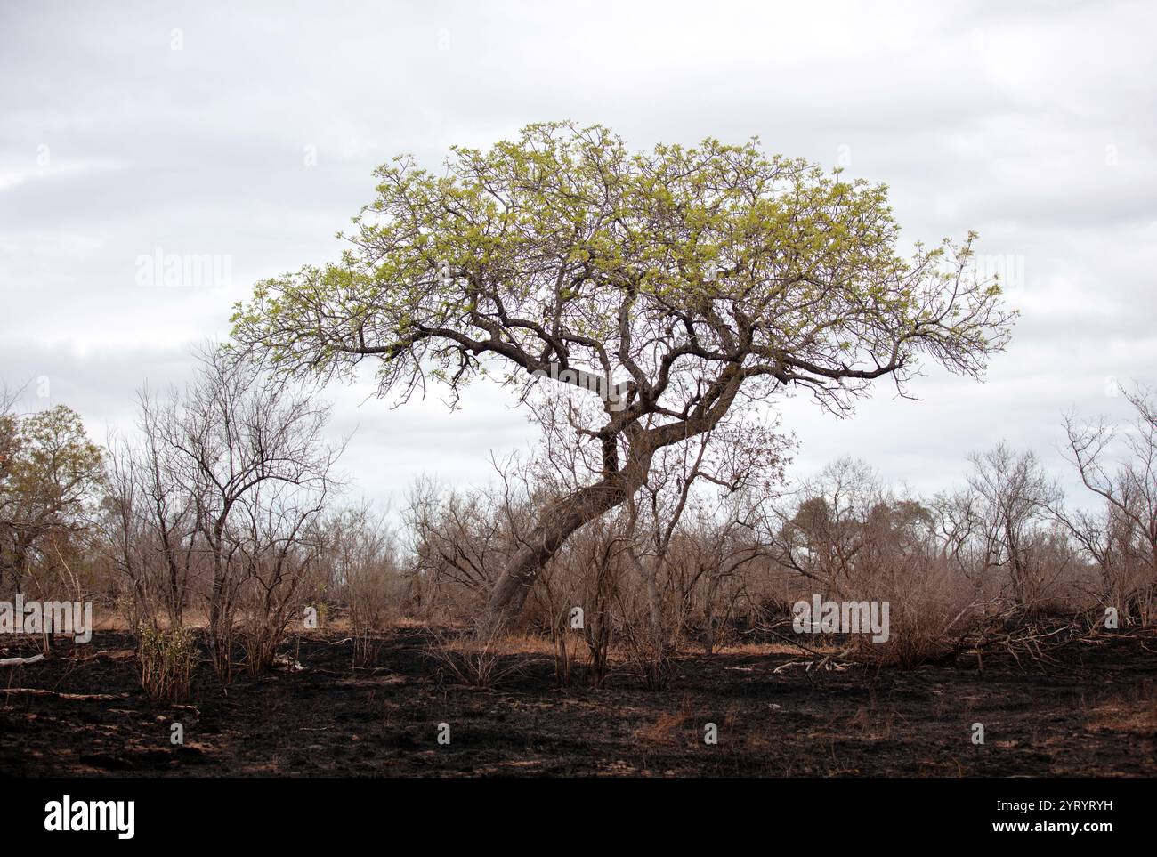 Savanna Fire Management, Acacia tree in African savannah, burnt ground ...
