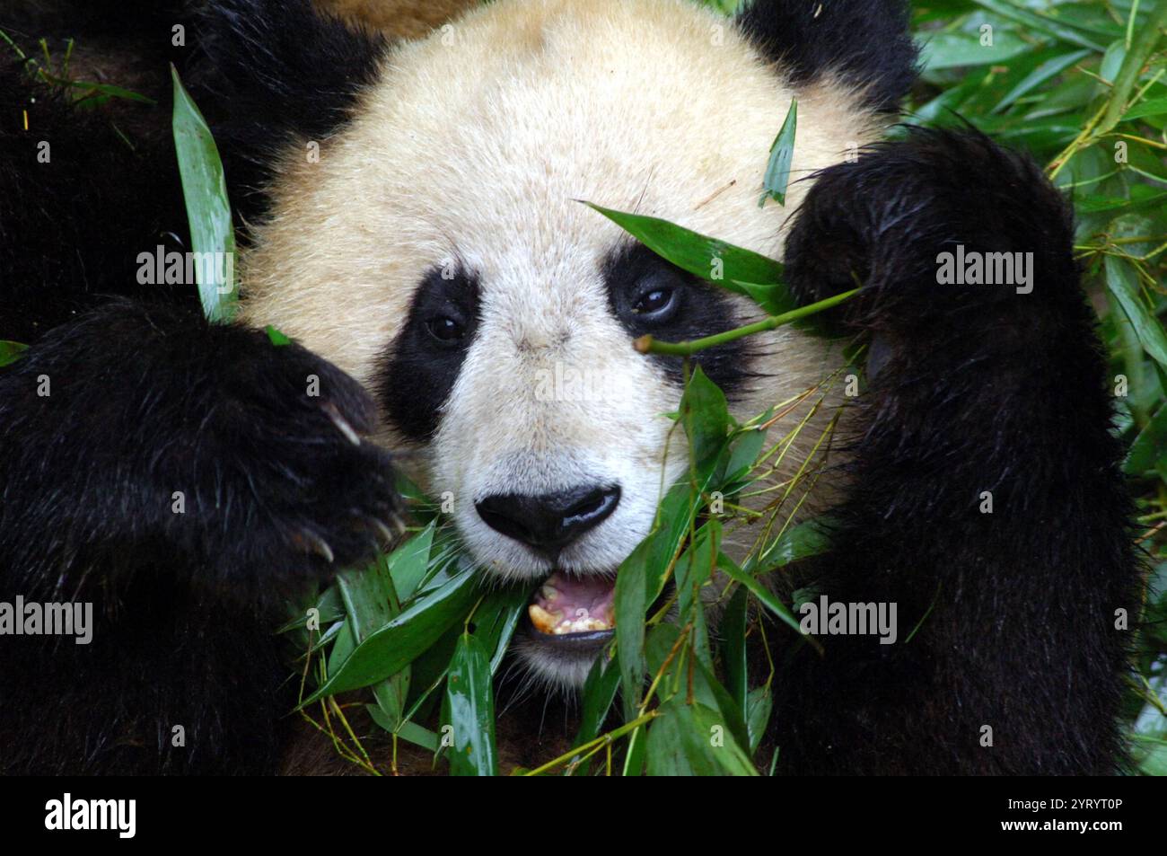 The giant panda (Ailuropoda melanoleuca), native to south central China ...