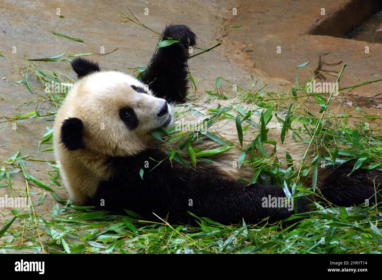 The giant panda (Ailuropoda melanoleuca), native to south central China ...
