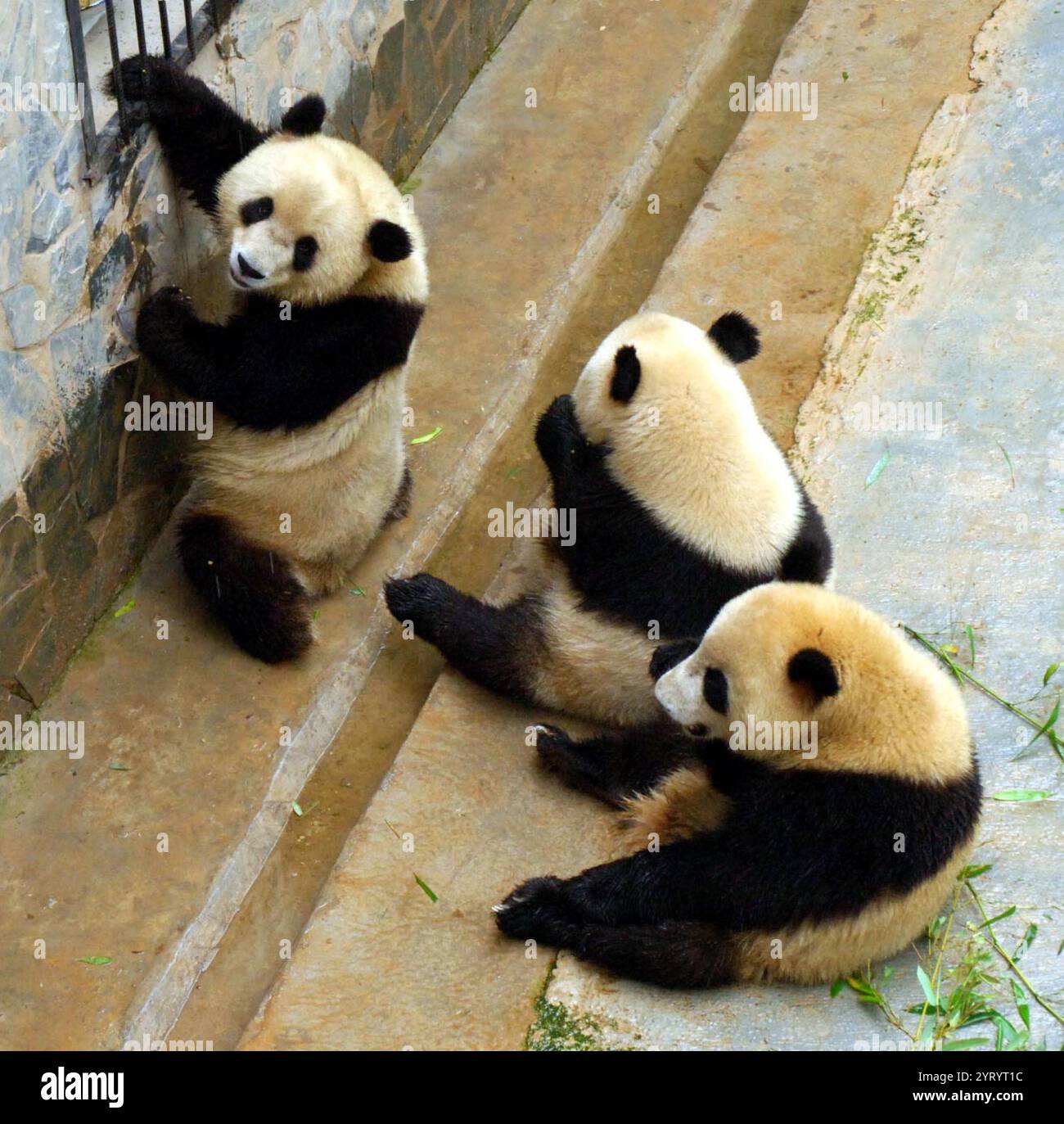 The giant panda (Ailuropoda melanoleuca), native to south central China ...