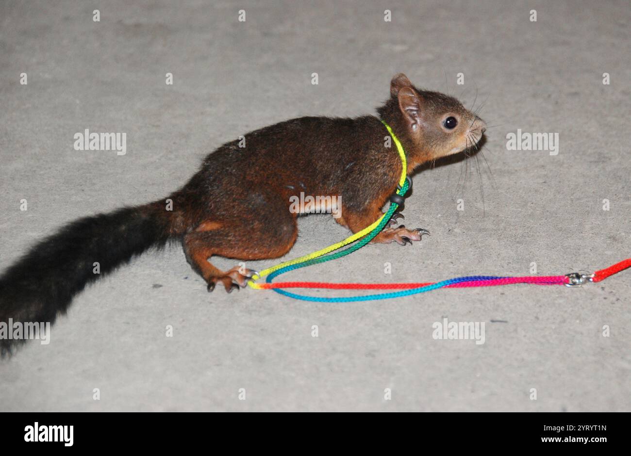 Chinese pet squirrel. Nearly 20,000 wildlife farms raising species ...