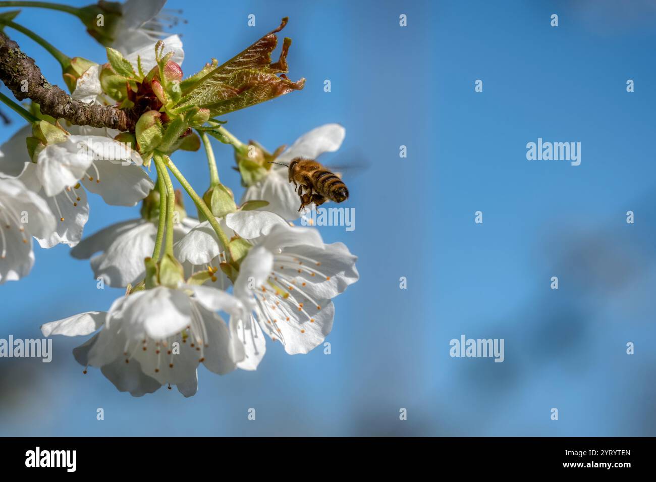 Closeup cherry spring tree hi-res stock photography and images - Alamy