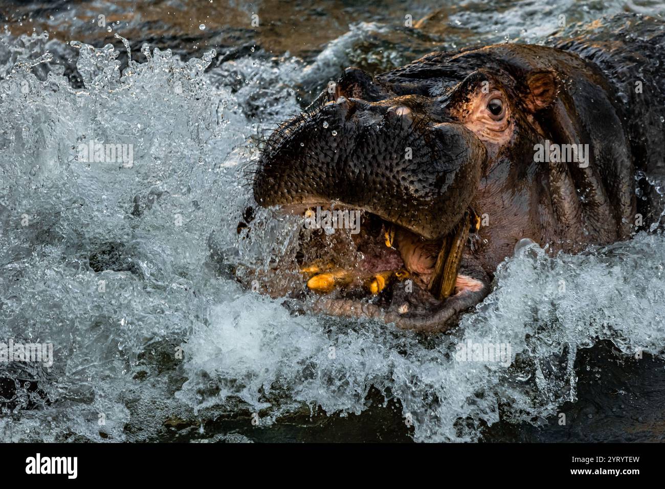 05 December 2024, Berlin: A hippopotamus floats in the water in the ...