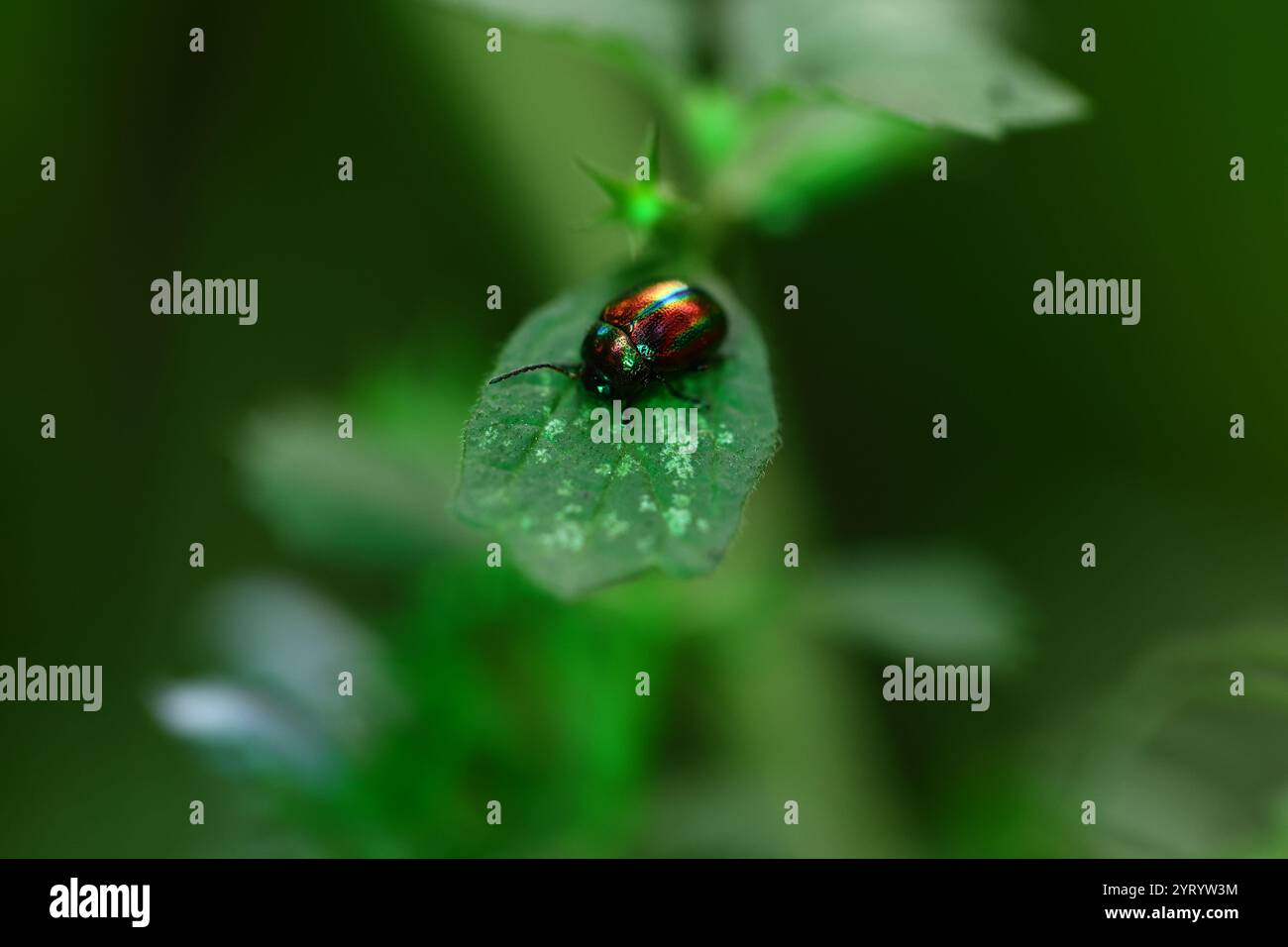 Bug in leave Stock Photo - Alamy