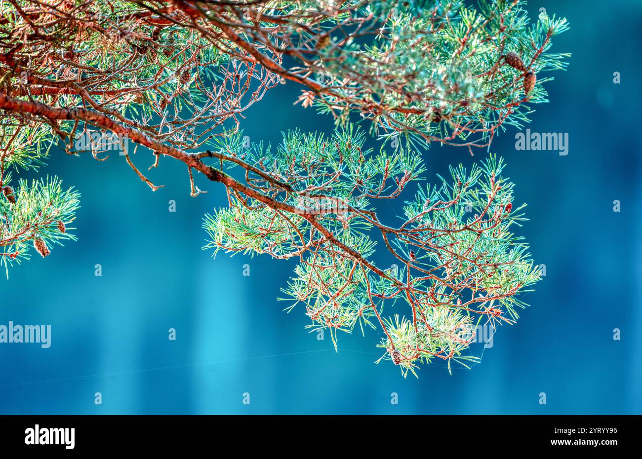 Feathery leaves hi-res stock photography and images - Alamy