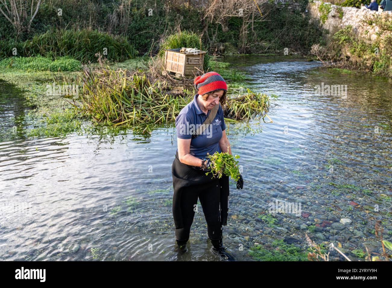 Invasive waterweeds hi-res stock photography and images - Alamy