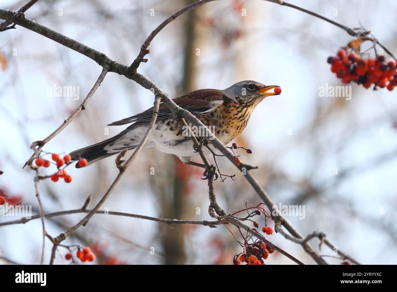Wood thrush eating hi-res stock photography and images - Alamy