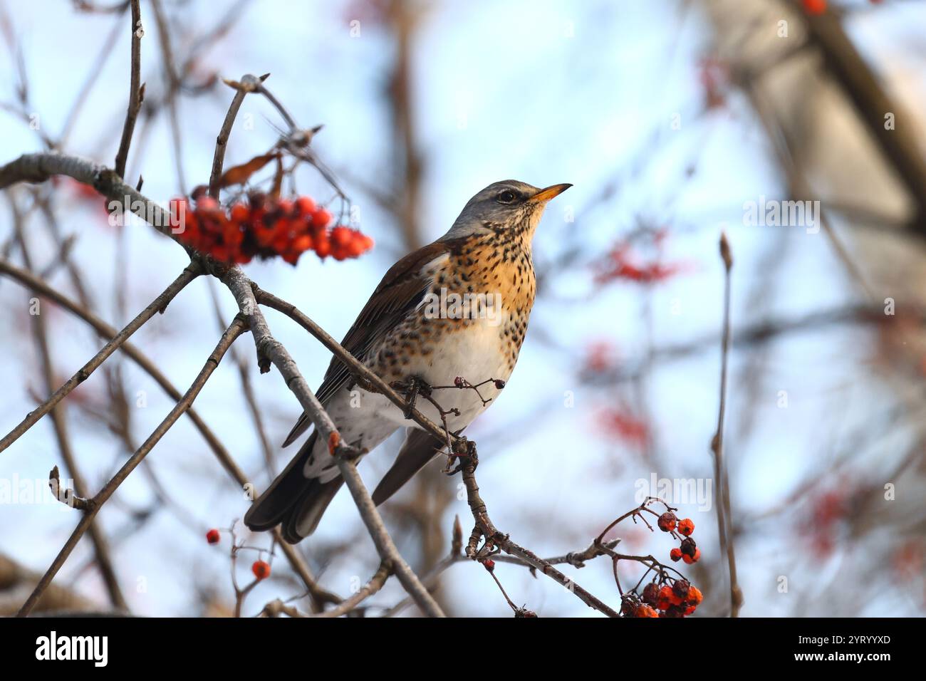 Wood thrush eating hi-res stock photography and images - Alamy
