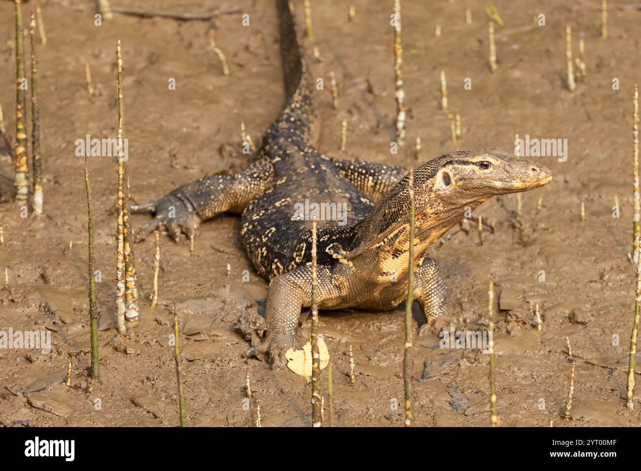 Asian Water Monitor, Varanus salvator, Bhitarkanika, Odisha, India ...