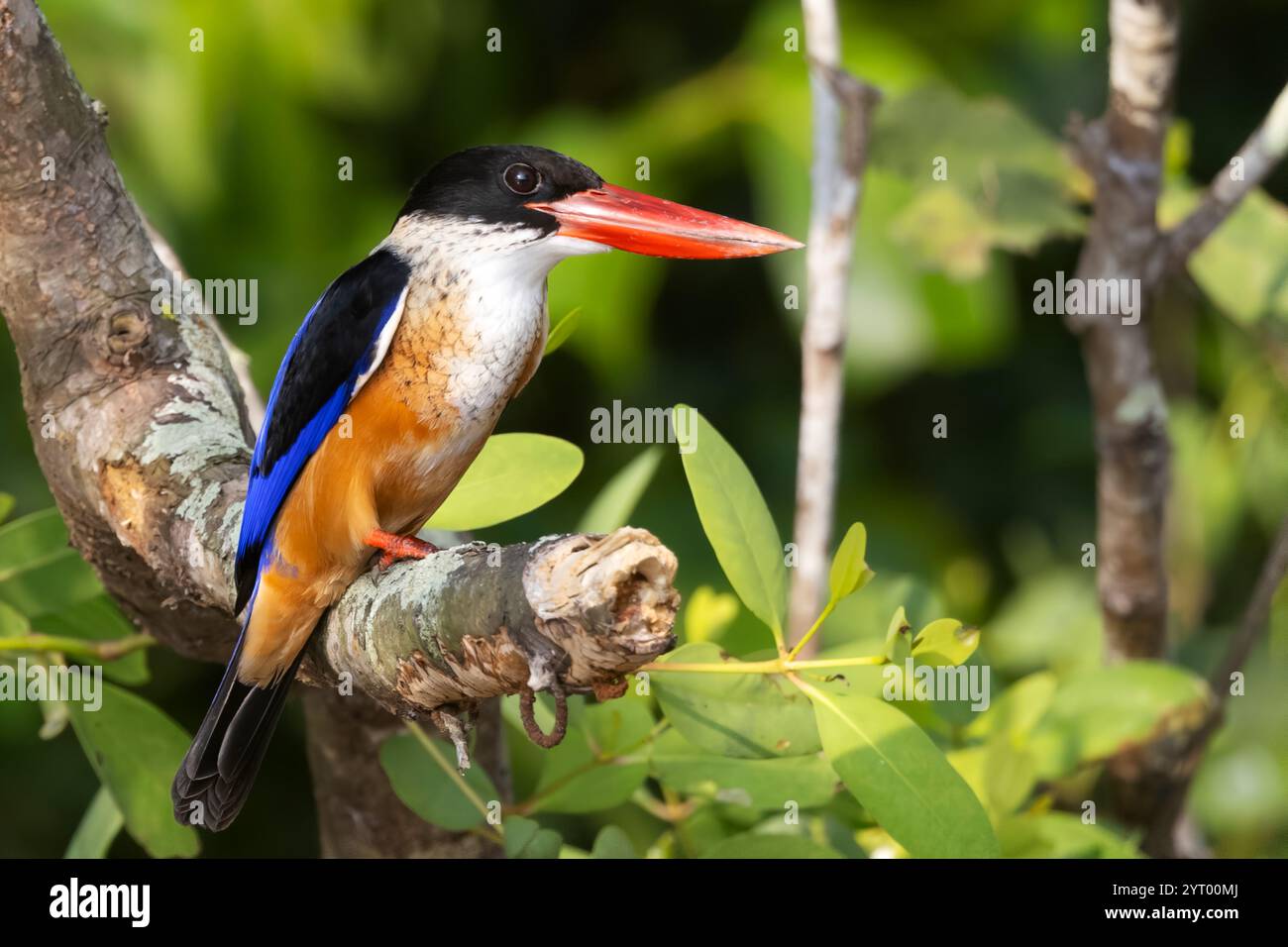 Black-capped Kingfisher, Halcyon pileata, Bhitarkanika, Odisha, India ...