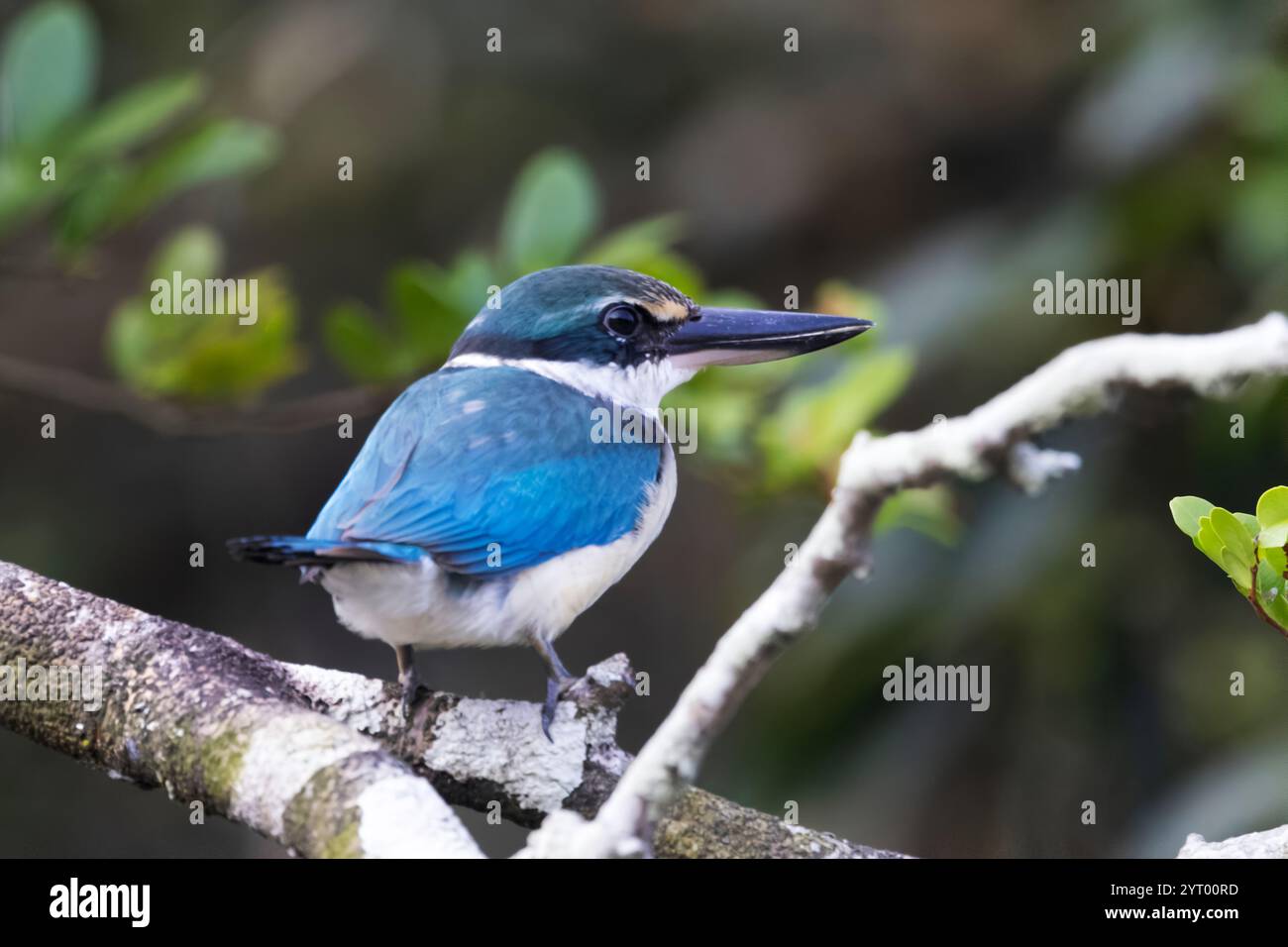 Collared Kingfisher, Todiramphus chloris, Bhitarkanika, Odisha, India ...