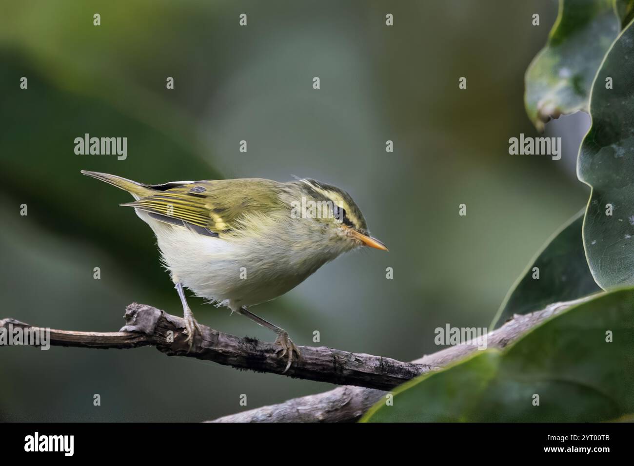 Lemon-rumped Warbler, Pale-rumped warbler, Phylloscopus chloronotus ...
