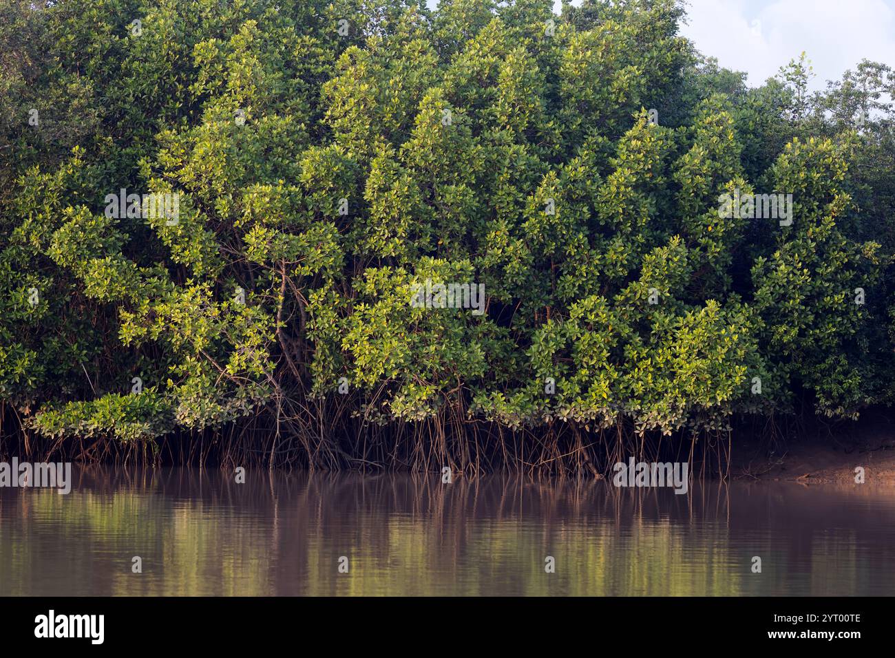 Mangrove, Coast, Sundari tree, Bhitarkanika, Odisha, India Stock Photo ...