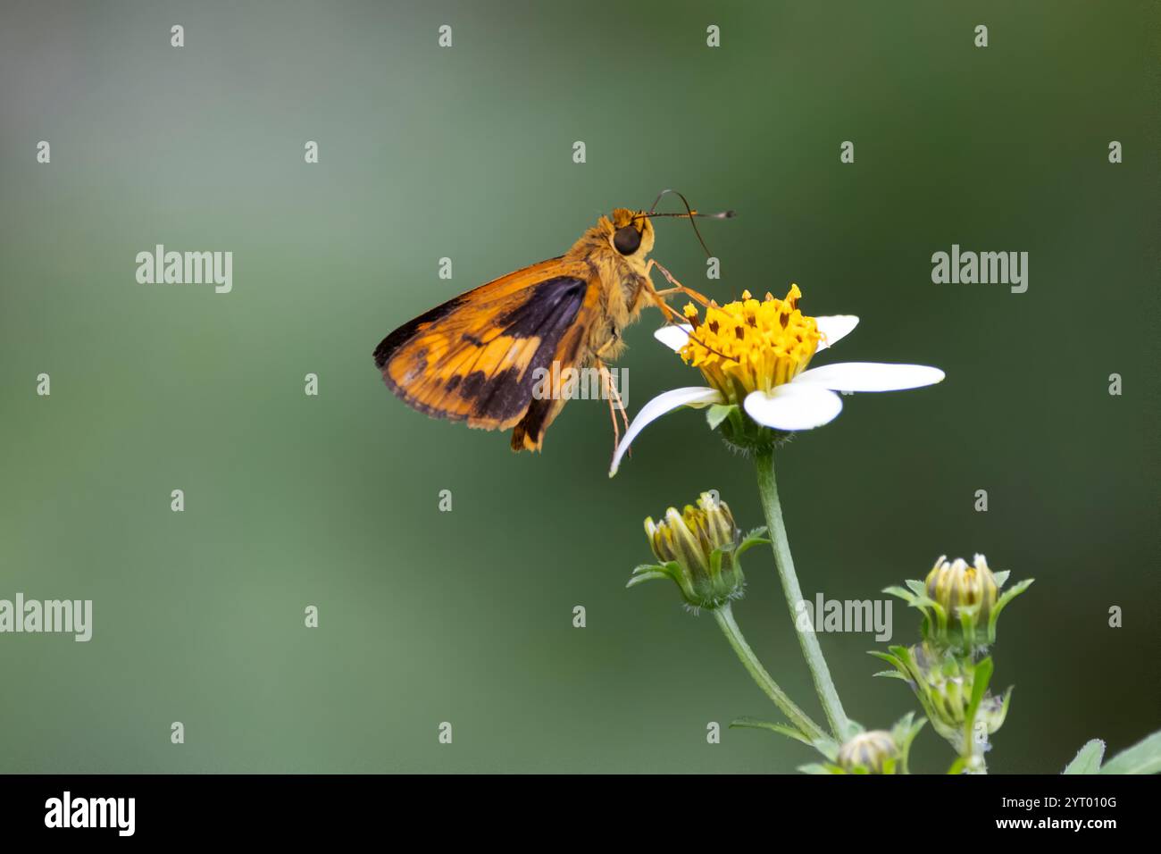 Indian dart butterfly hi-res stock photography and images - Alamy