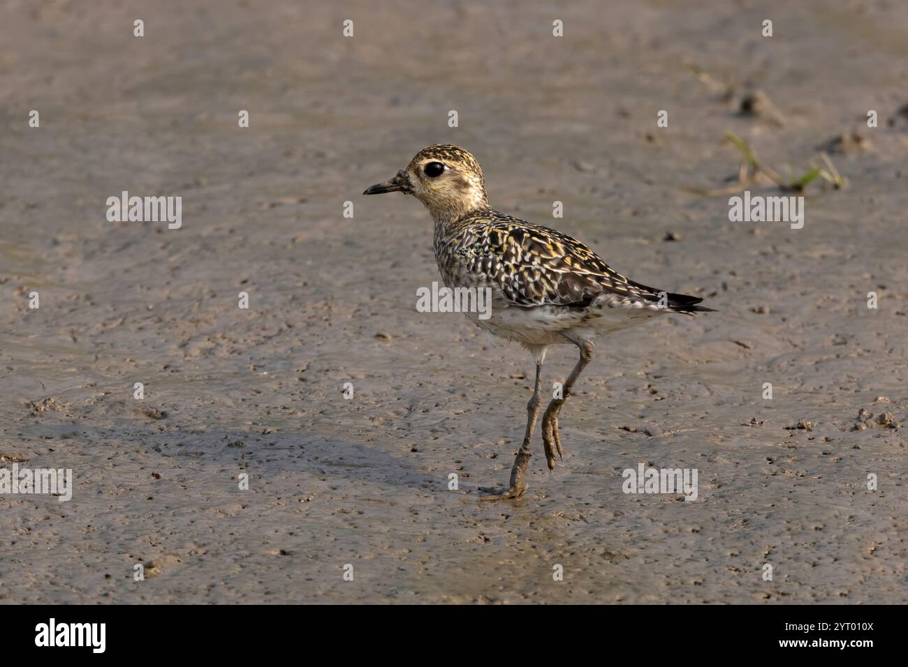 Pacific Golden-Plover, Pluvialis fulva, Bhitarkanika, Odisha, India ...