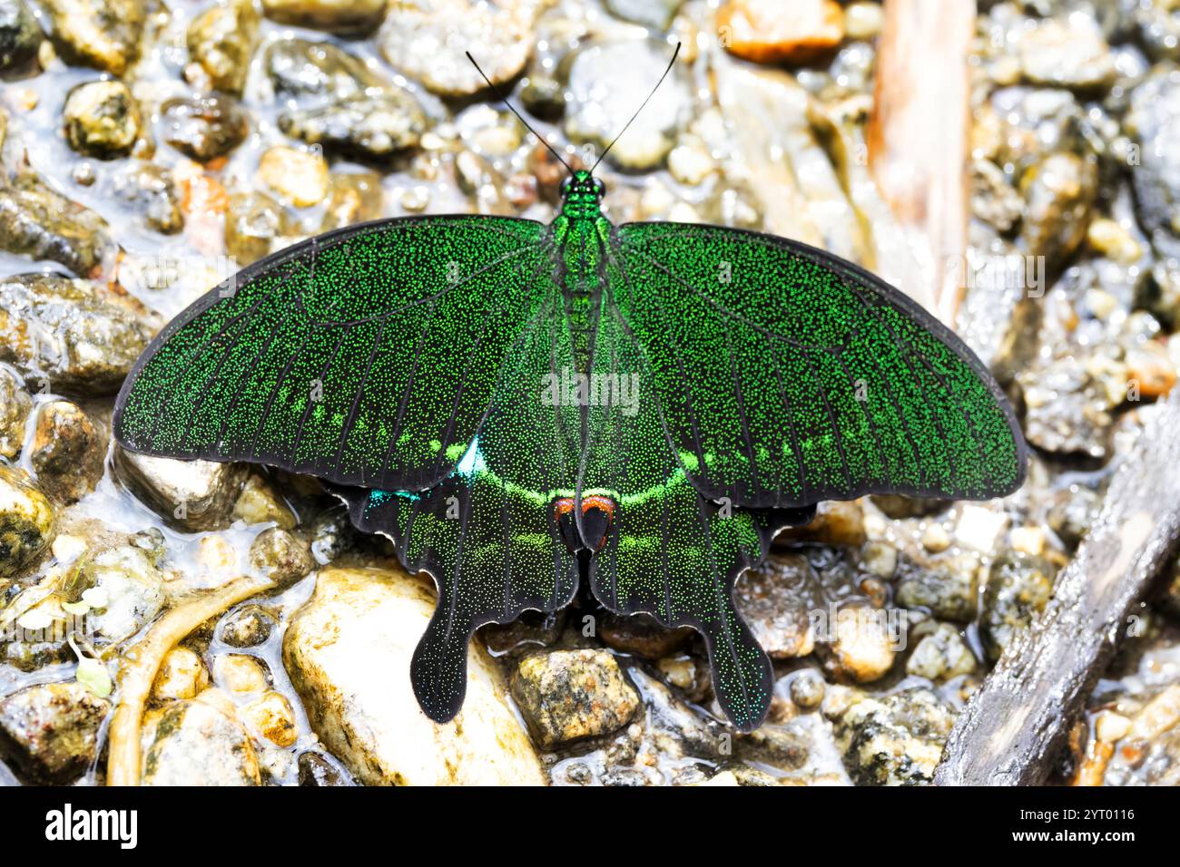 Paris peacock butterfly hi-res stock photography and images - Alamy